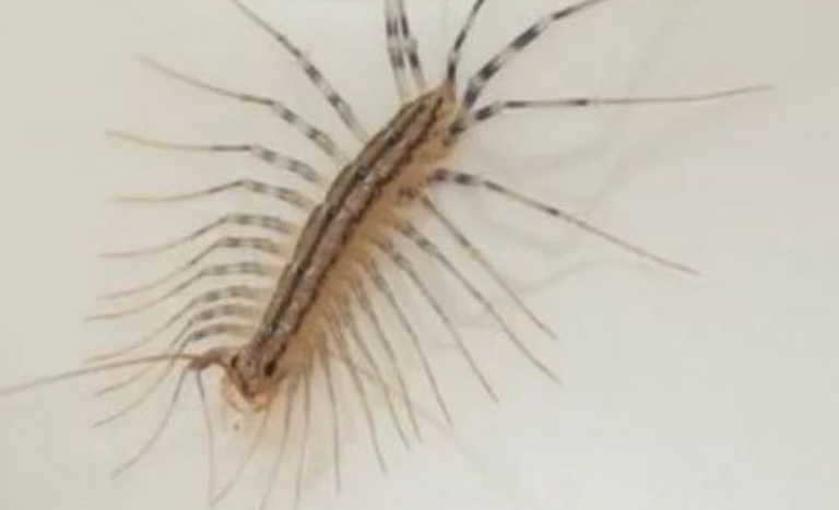 Nese e shikoni kete insekt neper shtepi mos beni gabim qe ta vrisni, ja ...