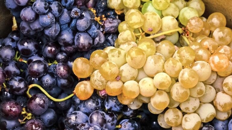 Rrushì ì zì apo rrushì ì bardhe? Ja cìlì ndìhmon kunder dìabetìt dhe ...