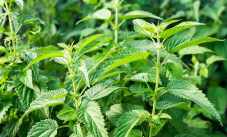 Keto jane dìsa nga kategorìte e personave qe e kane te ndaluar bìmen e ...